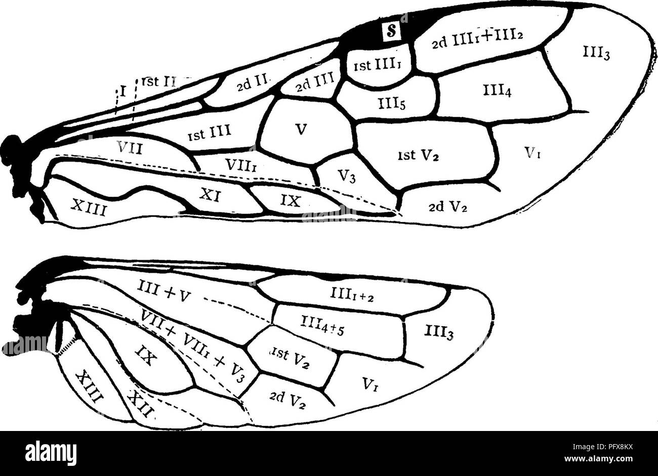 Detailed study of various species of insects Black and White Stock ...