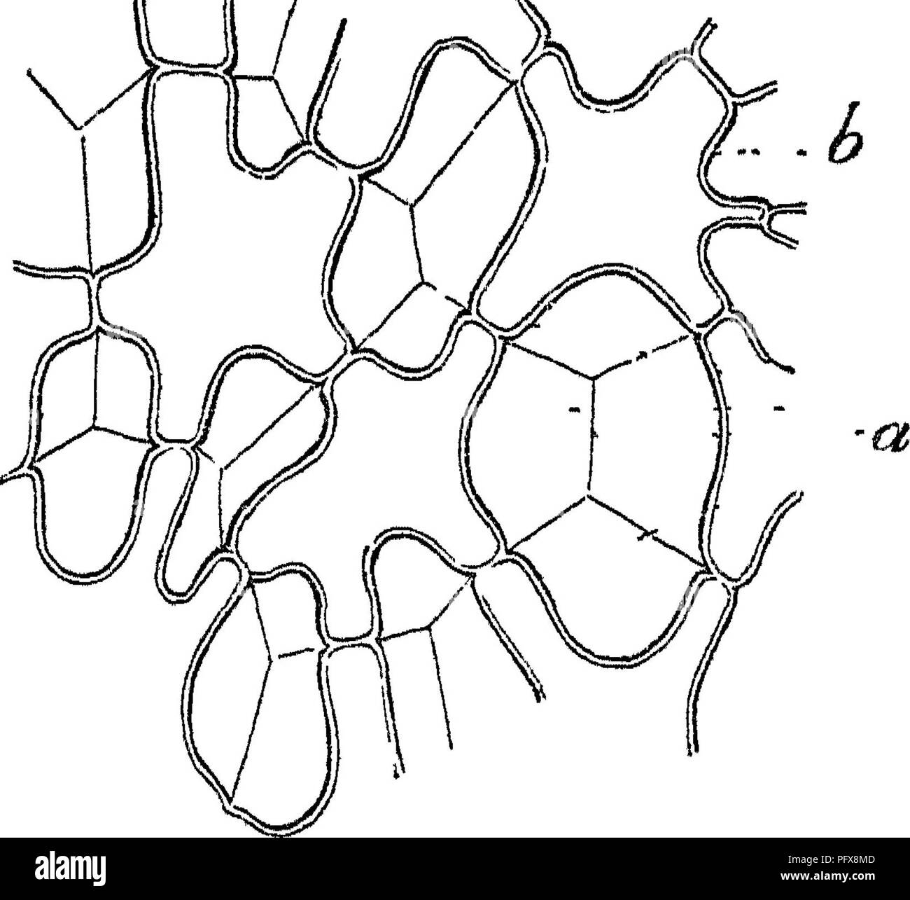 This book covers the anatomy and physiology of the vegetable cell ...