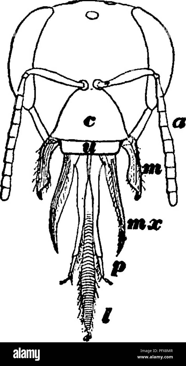 This manual for insect study provides detailed descriptions of various ...