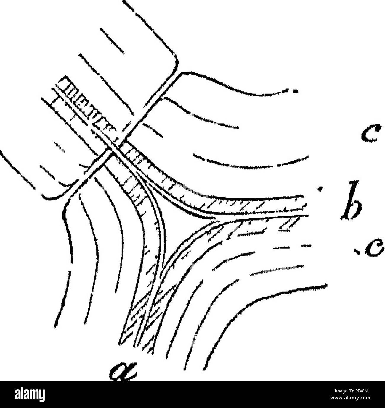 This work explores the anatomy and physiology of plant cells ...