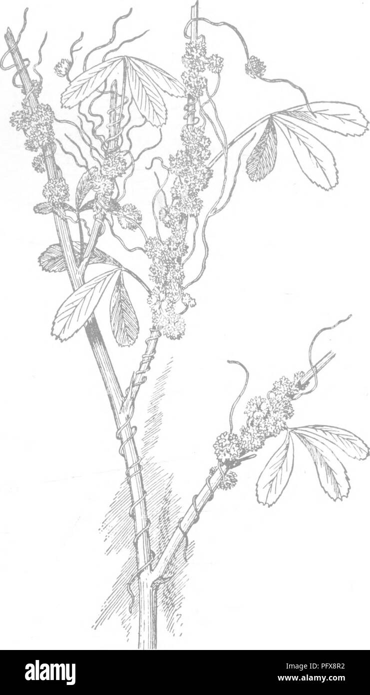 Dodder Plant Black and White Stock Photos & Images - Alamy