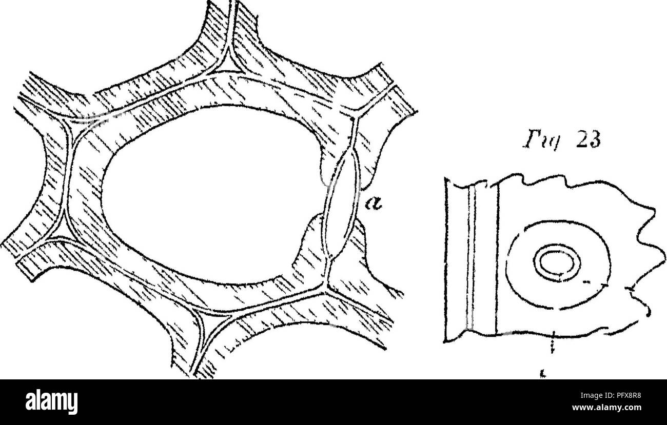 Reticulated form hi-res stock photography and images - Alamy