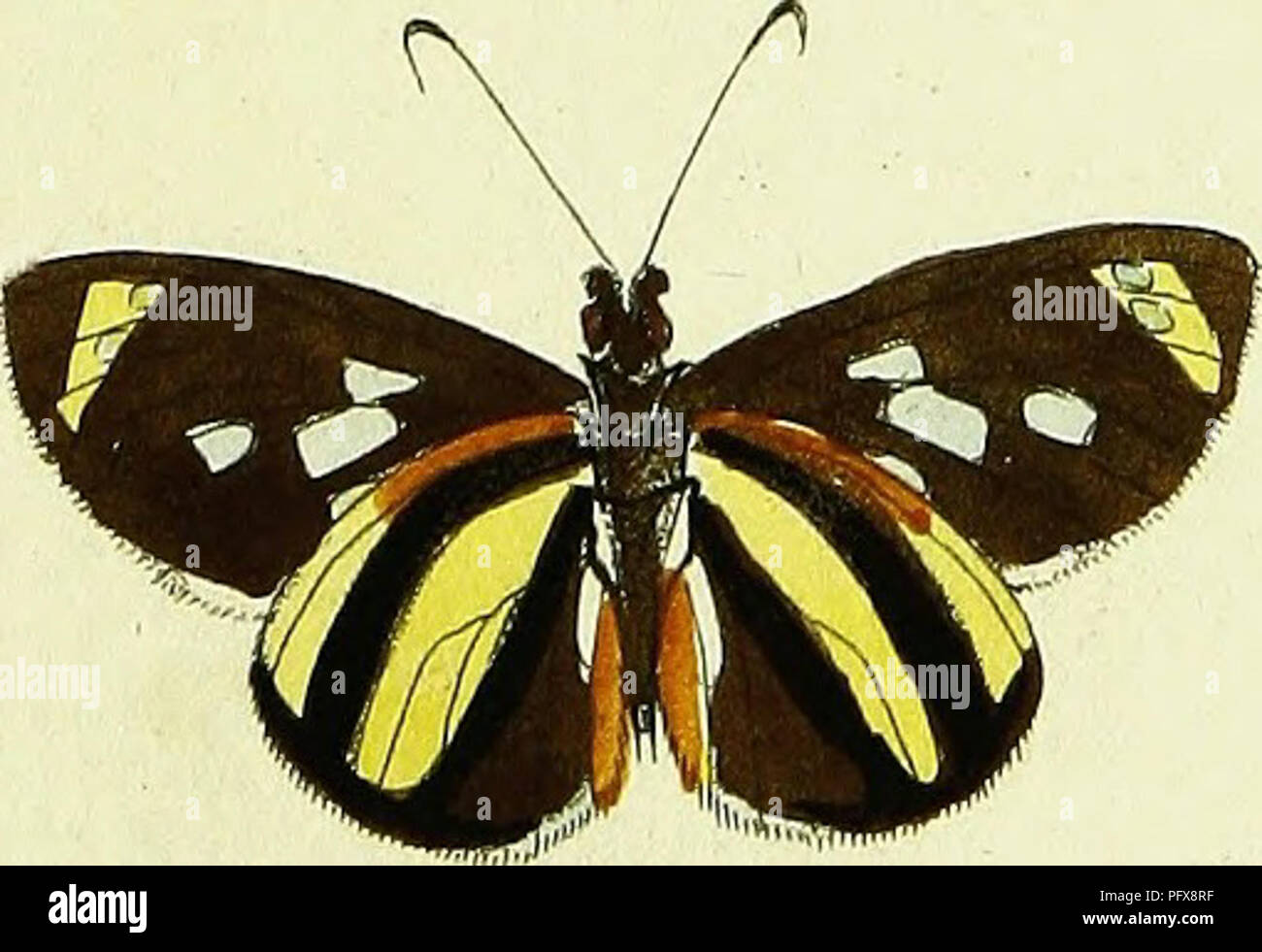 This work on foreign butterflies from Asia, Africa, and America ...