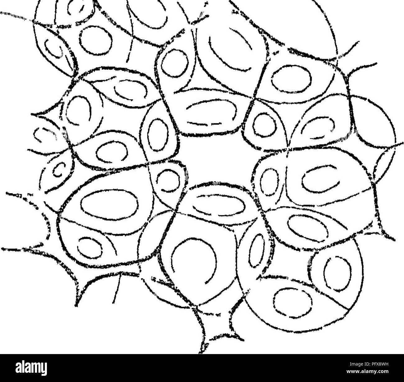 Work discusses anatomy physiology Black and White Stock Photos & Images ...