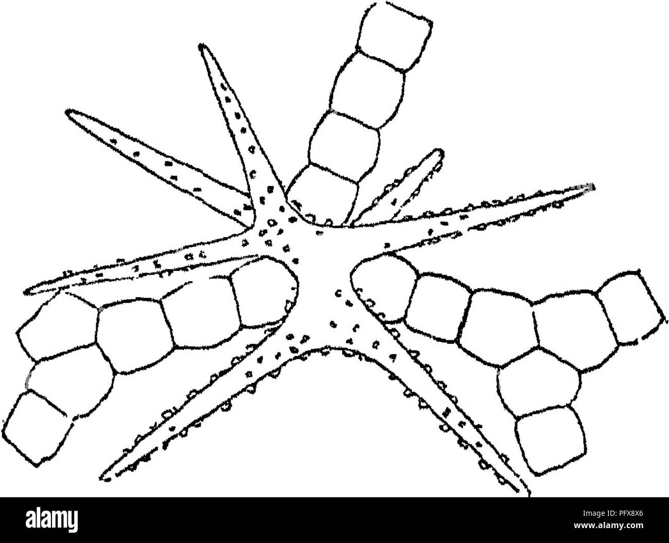 This work covers the anatomy and physiology of plant cells, focusing on ...