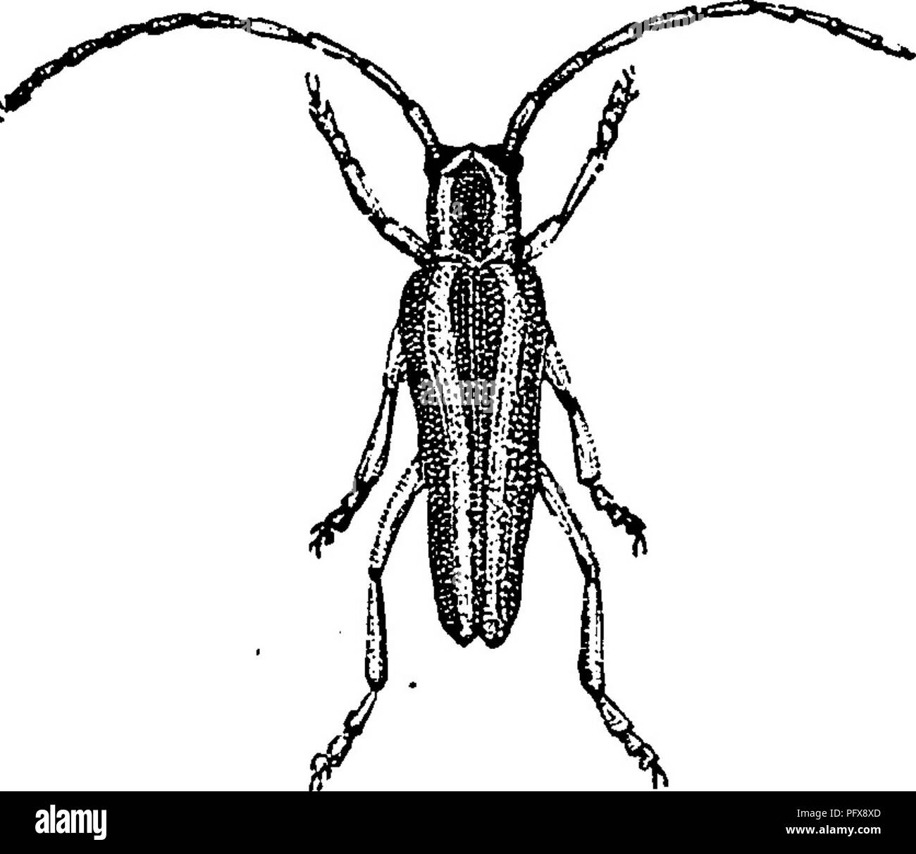 This manual provides a detailed examination of insects, specifically ...