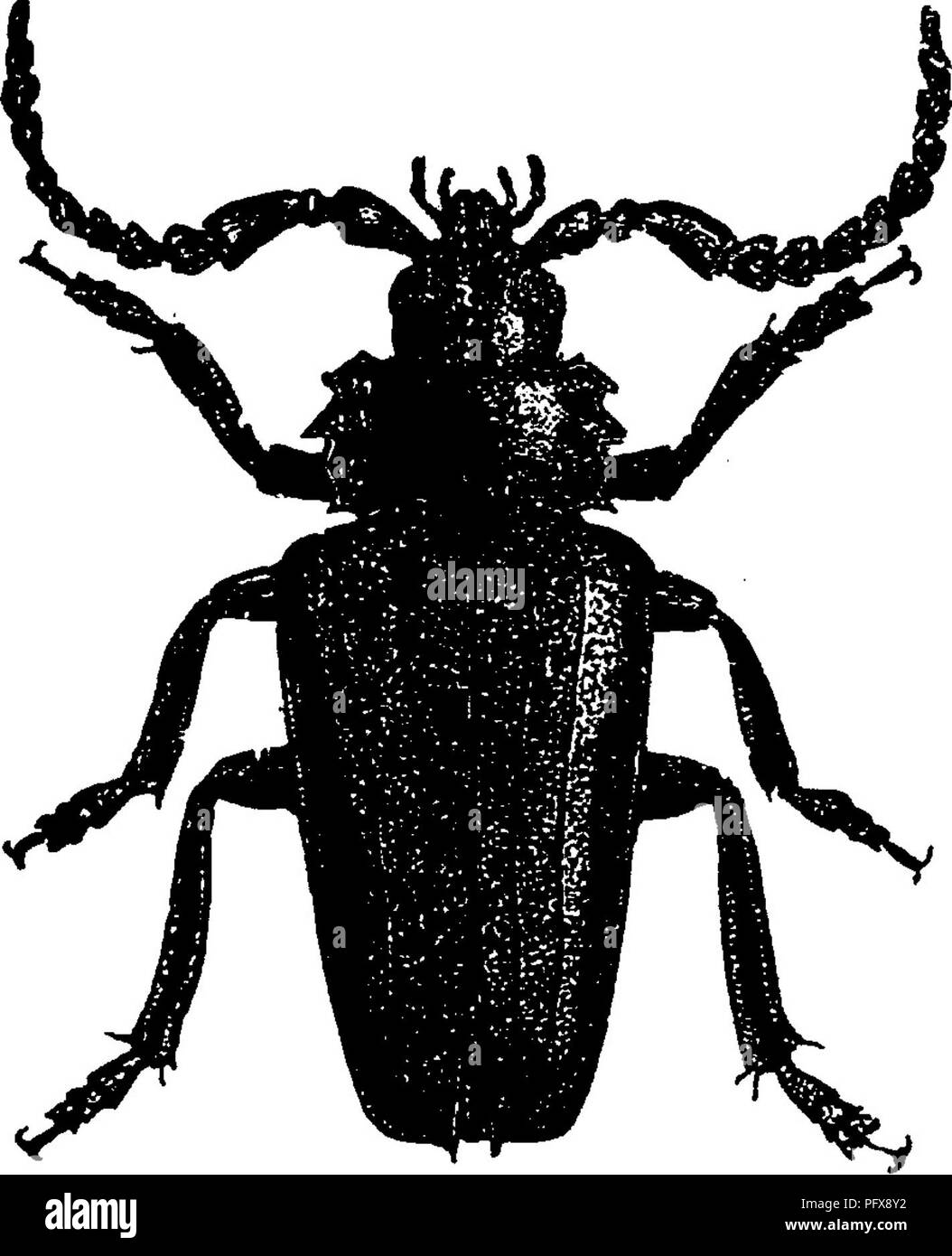 This manual provides a comprehensive guide to the study of insects ...