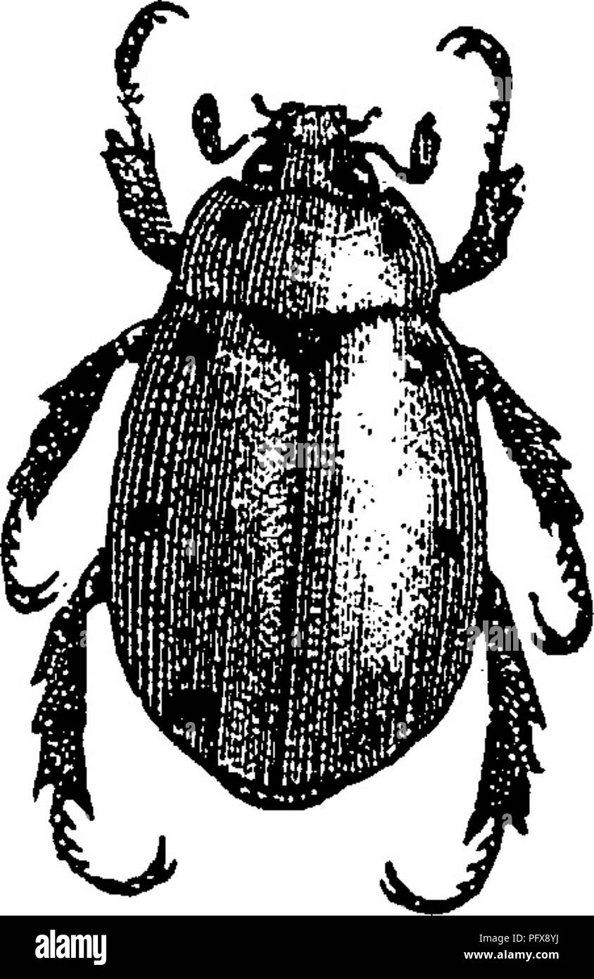 Lemon beetle hi-res stock photography and images - Alamy