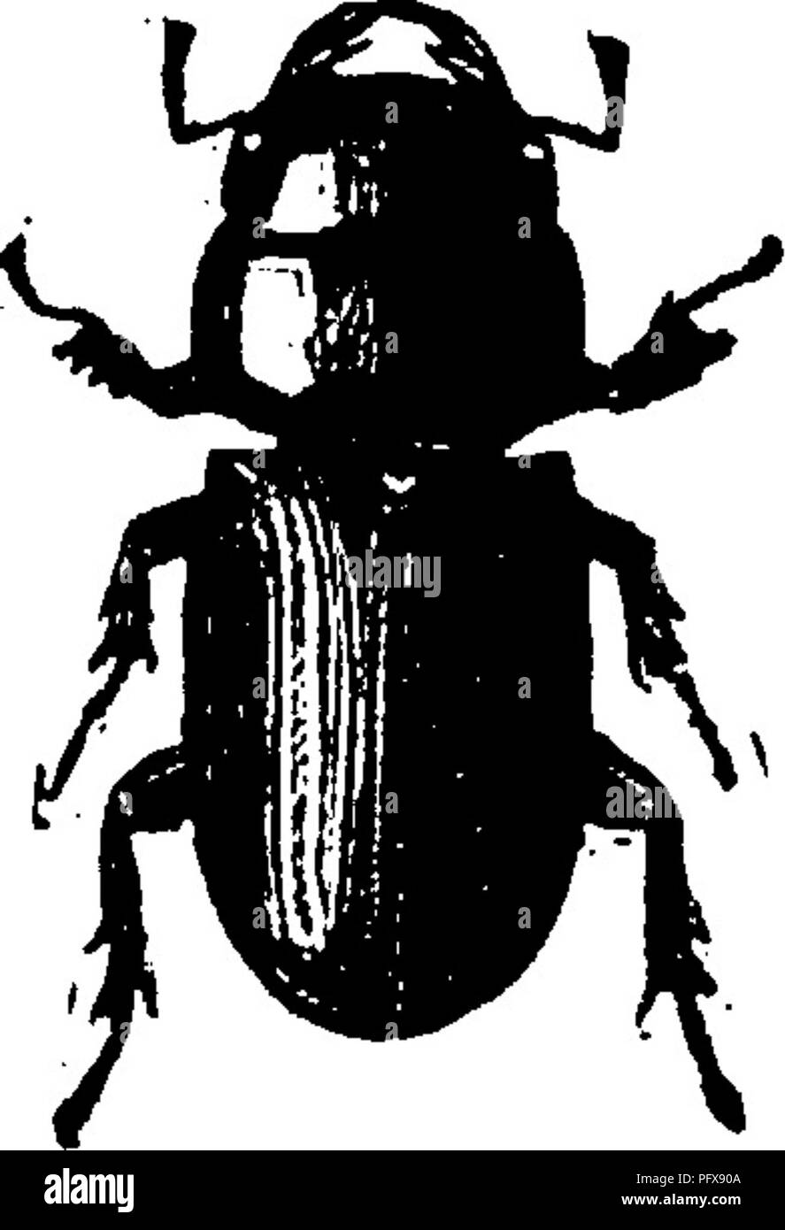 This manual by John Henry and Anna Botsford Comstock provides ...