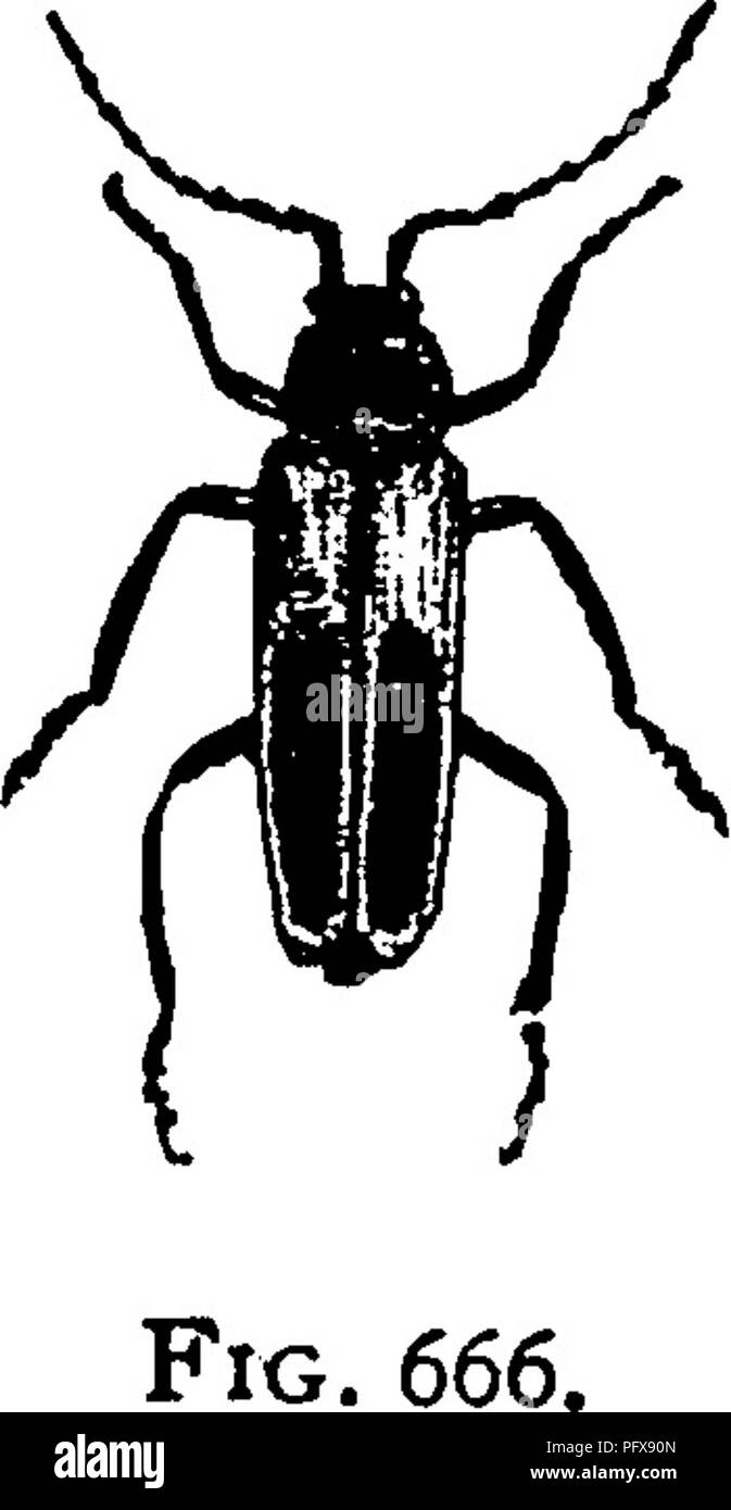 This manual provides comprehensive guidance on the study of insects ...