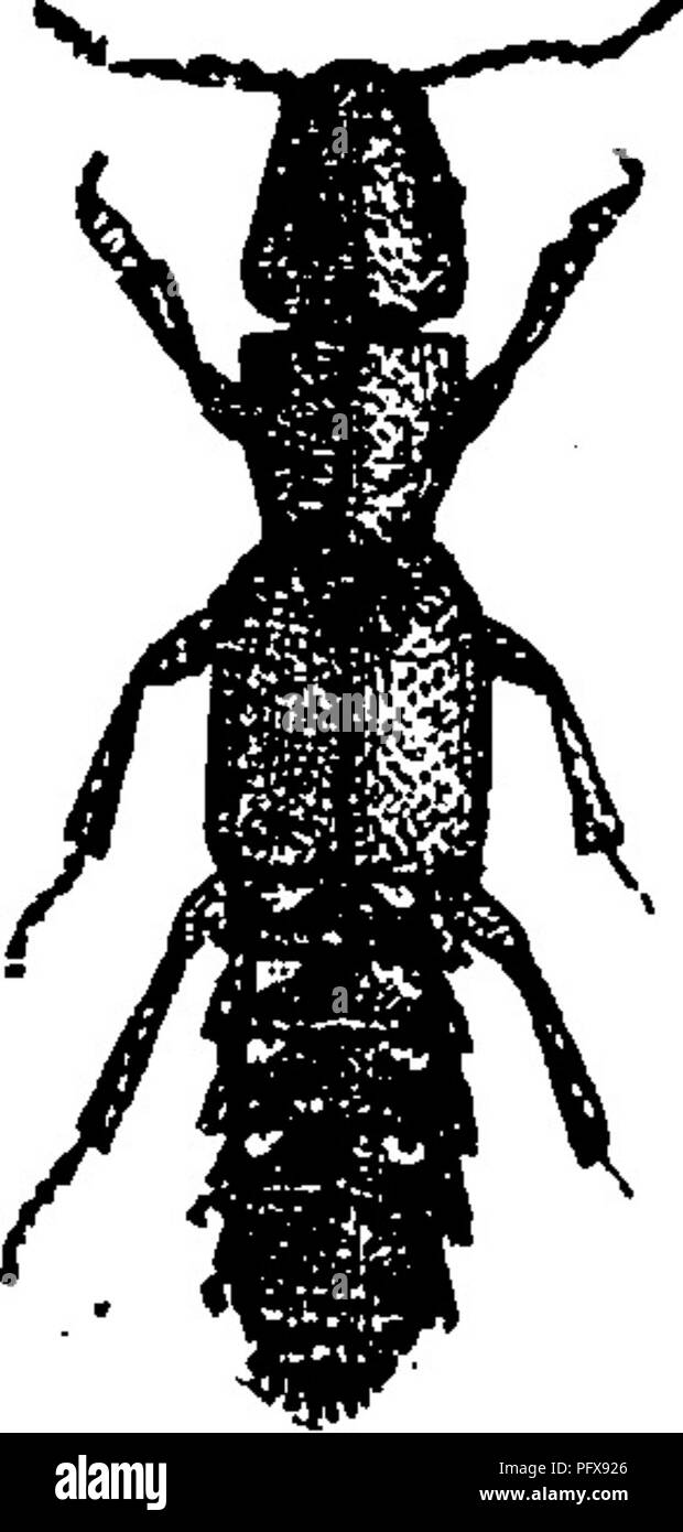 Rove beetles family staphylinidae Black and White Stock Photos & Images ...