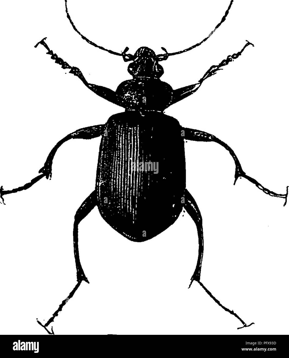 This manual focuses on the Coleoptera family of insects, describing ...