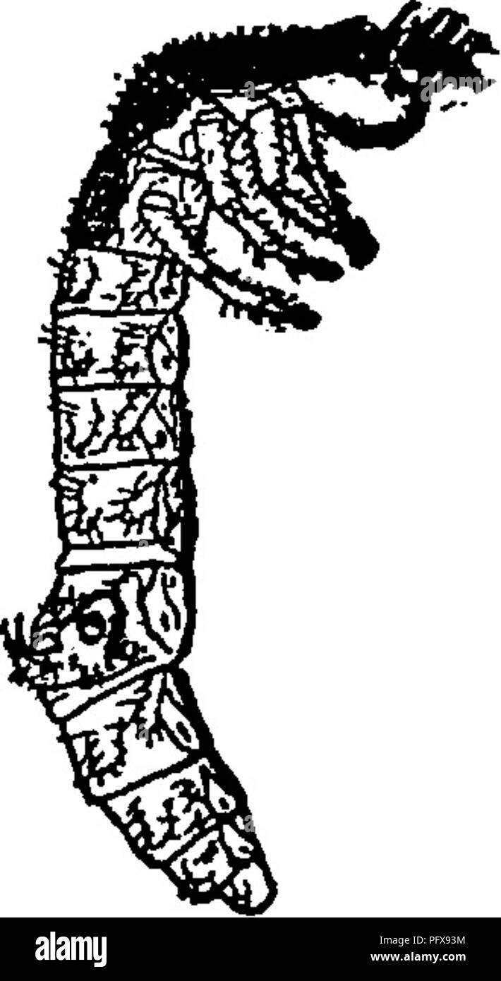 This image is part of a manual for studying insects, focusing on ...