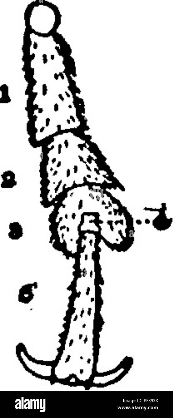 Prosternum Black and White Stock Photos & Images - Alamy