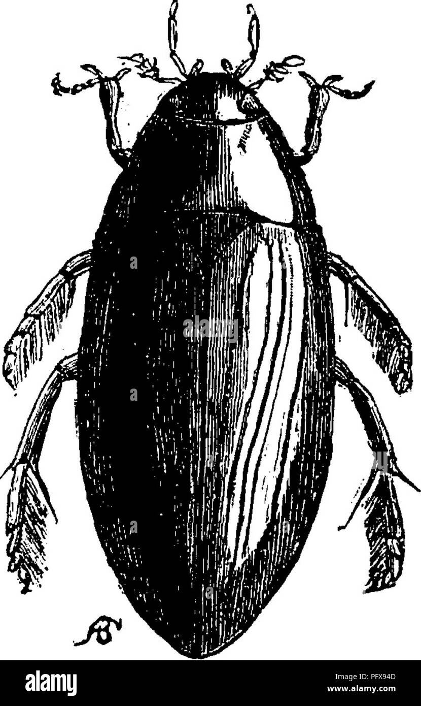 Lateral dorsal Black and White Stock Photos & Images - Alamy