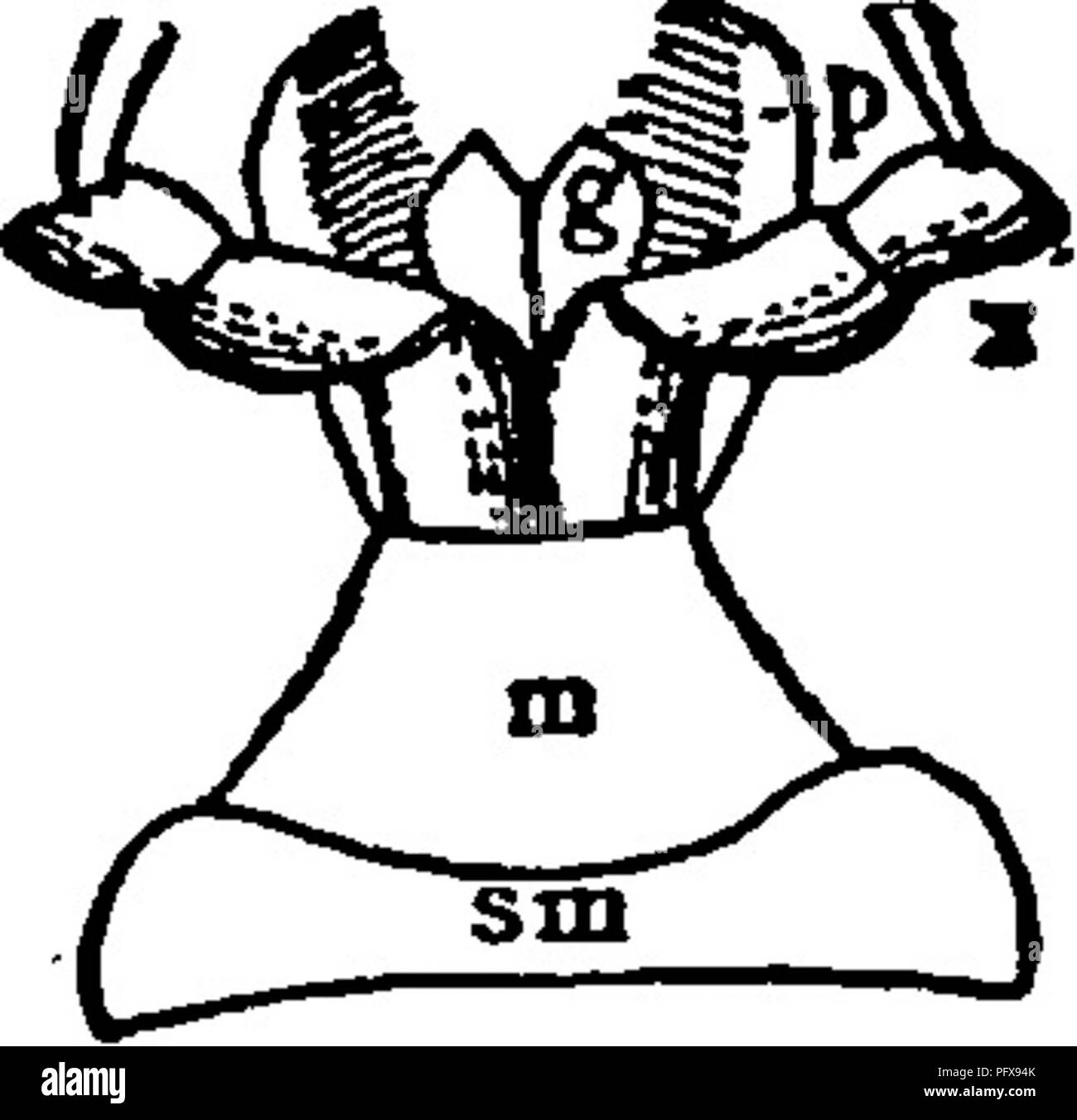 This manual provides a comprehensive guide to the Coleoptera, the ...