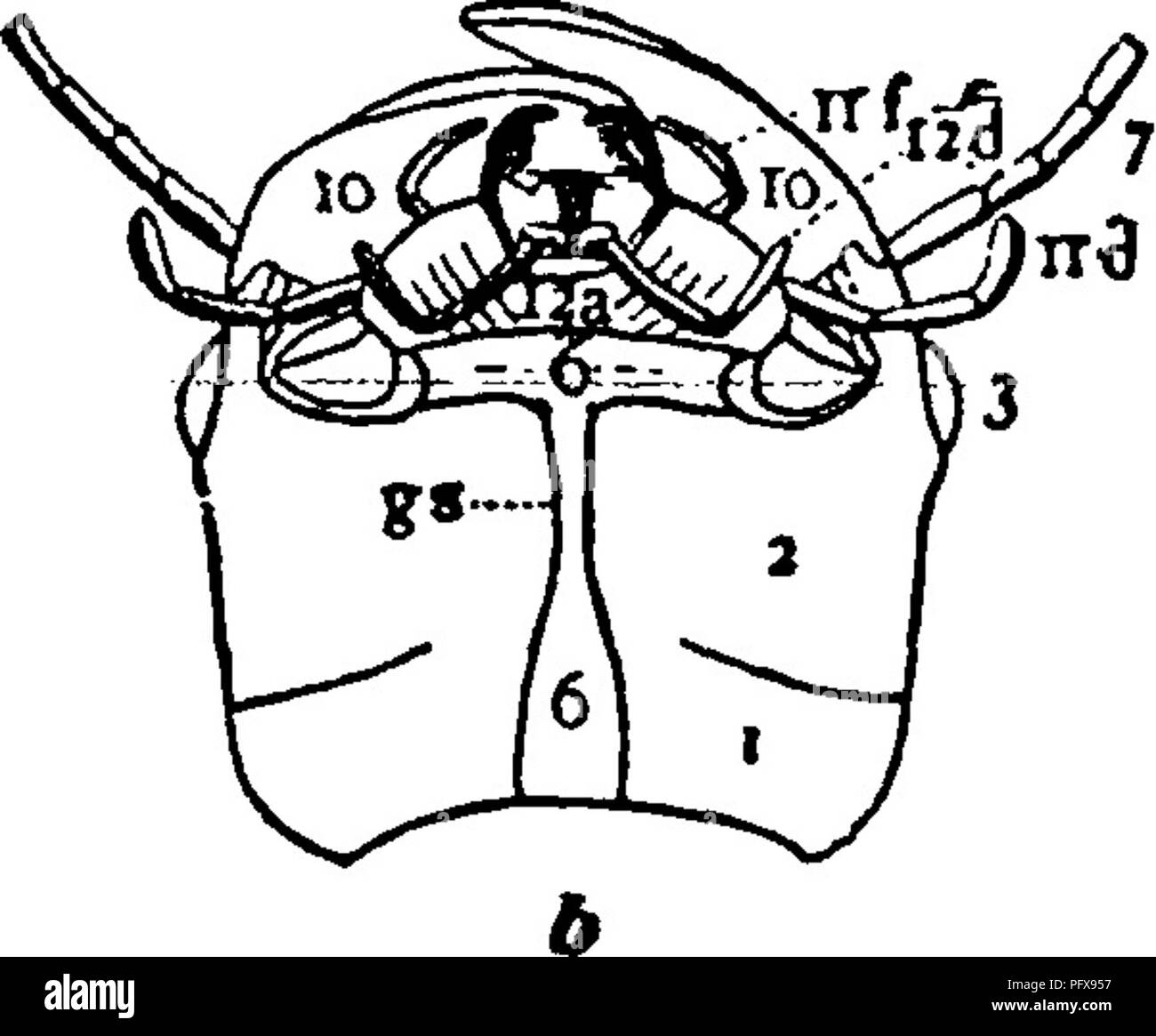 . A manual for the study of insects. Insects. Fig. 601.—Head of ...