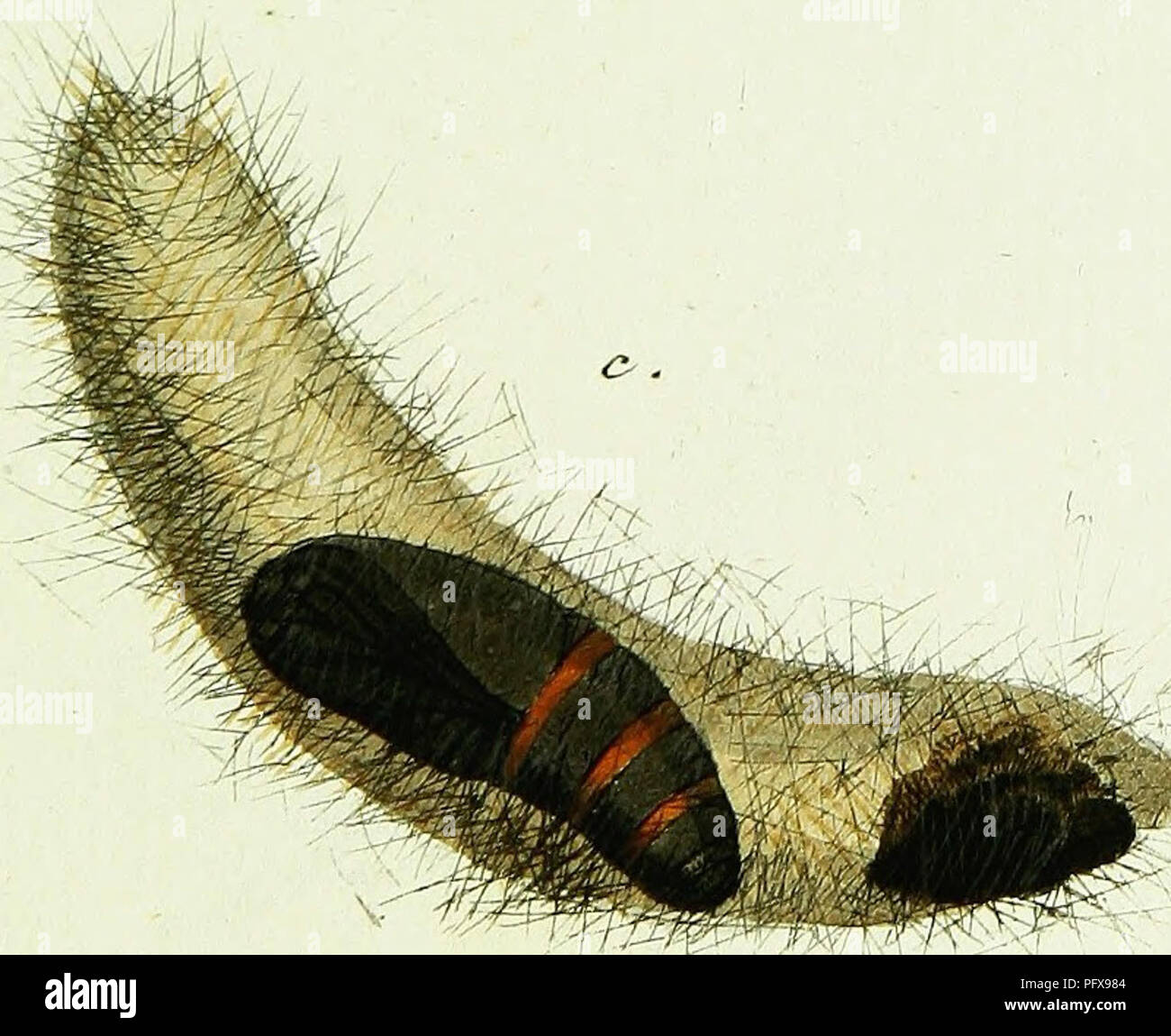 Understanding butterfly classification hi-res stock photography and ...