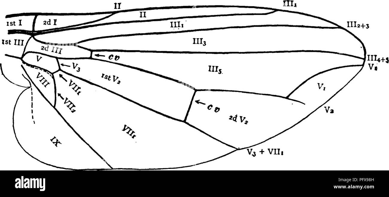 This entomological guide describes various insect species, focusing on ...
