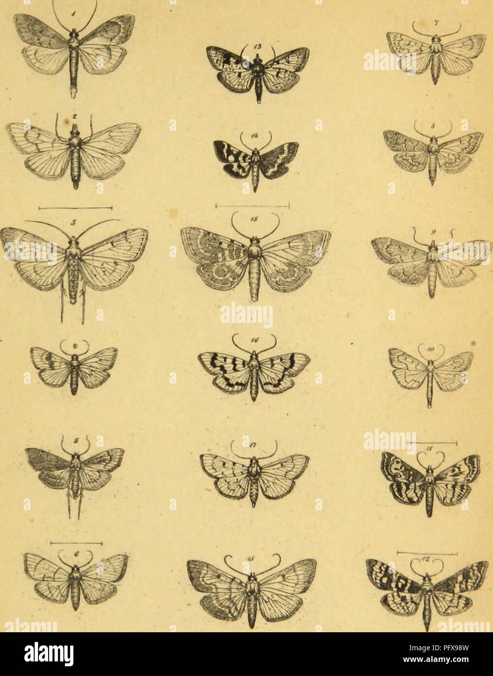 This entomological journal covers a variety of insect species and their ...