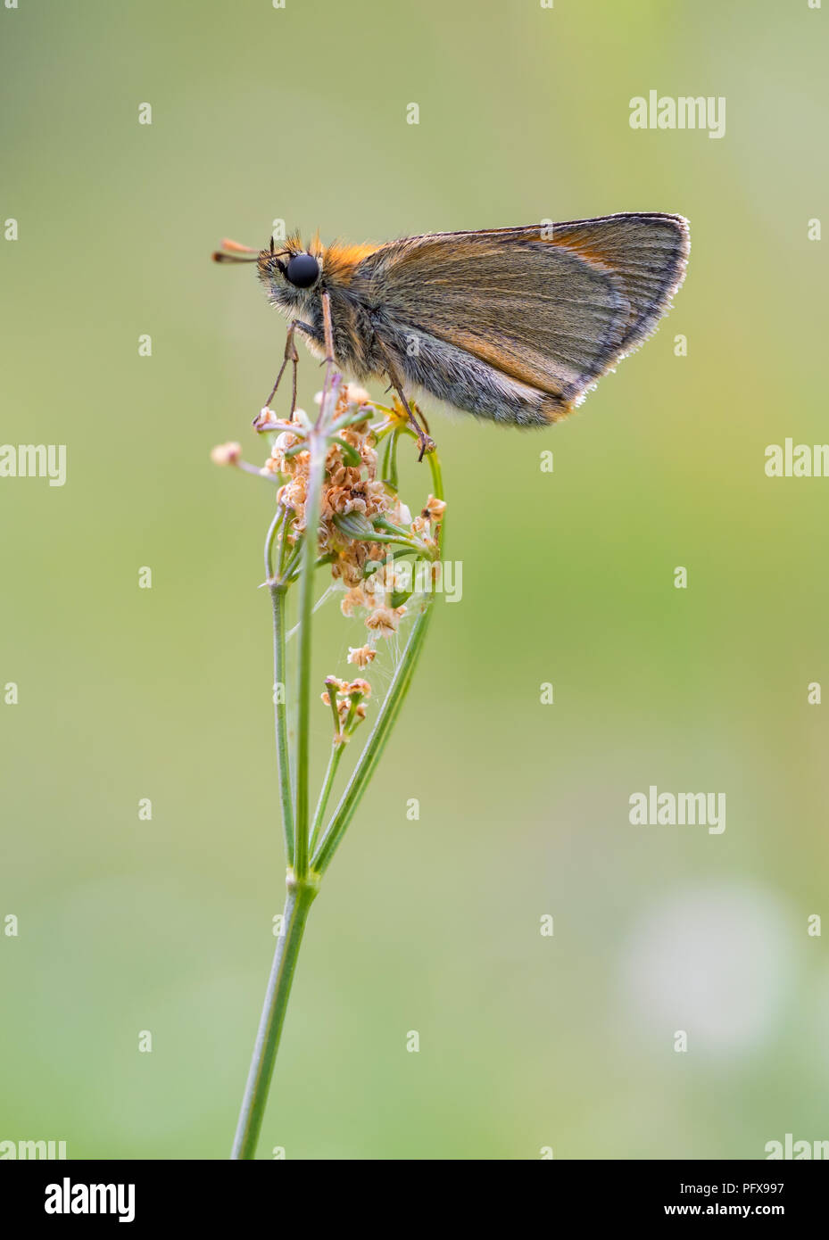 Alpine Butterfly High Resolution Stock Photography and Images - Alamy
