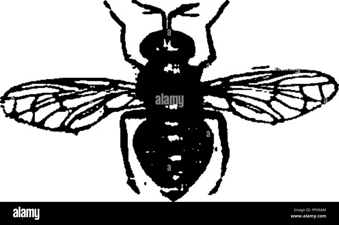 Anna botsford comstock hi-res stock photography and images - Alamy