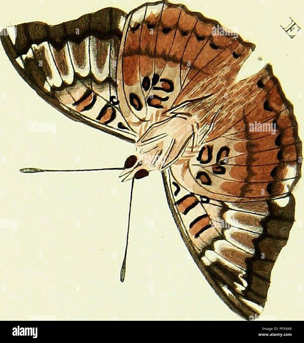 A detailed illustration of Lepidoptera species found in Asia, Africa ...