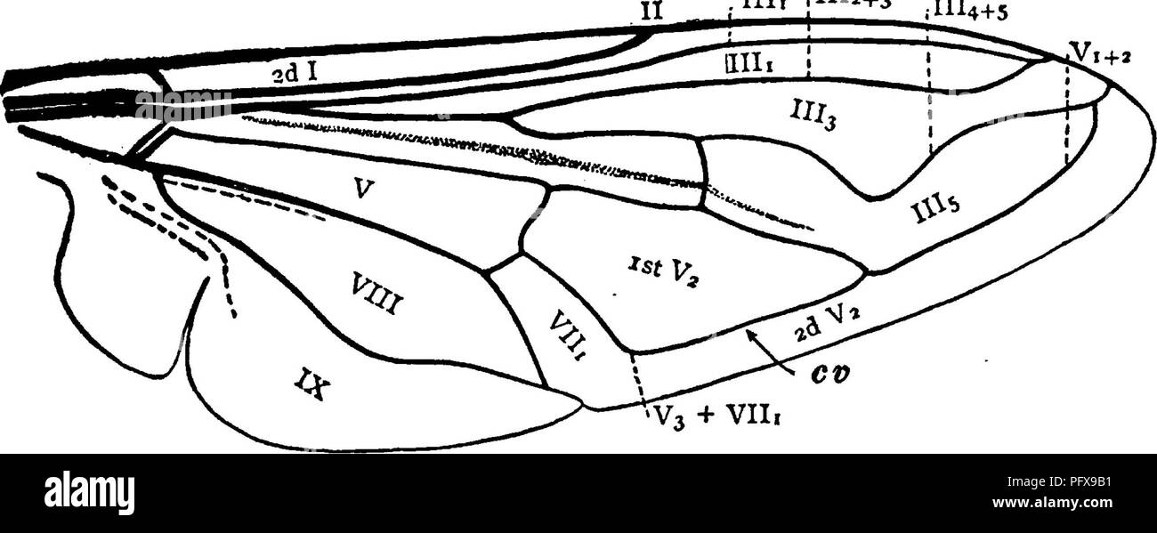 Spurious vein hi-res stock photography and images - Alamy