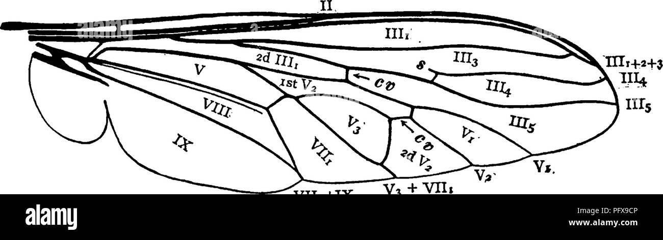 This guide covers the Diptera order of insects, detailing the anatomy ...