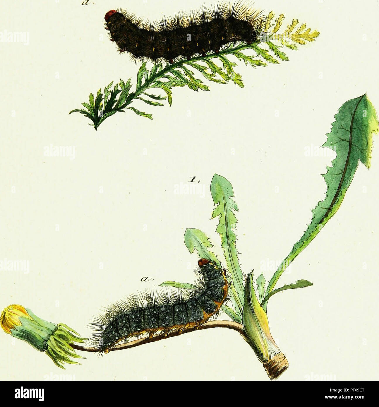 A comprehensive history of European butterflies, detailing their ...