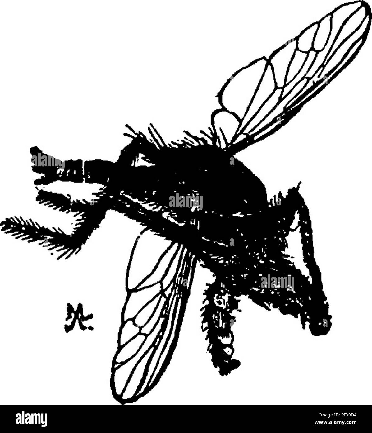 Asilidae robber flies Black and White Stock Photos & Images - Alamy