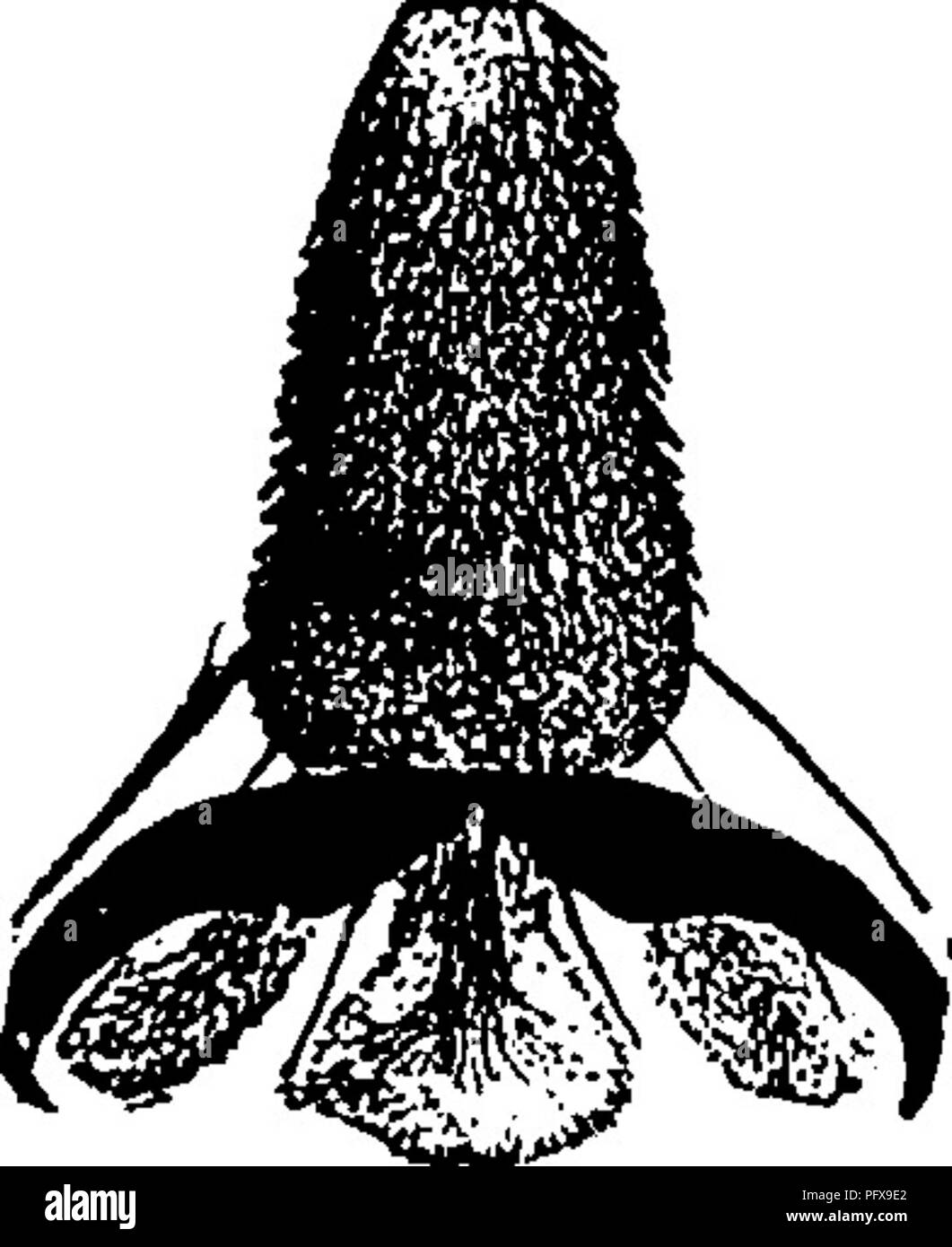 This manual provides detailed illustrations and descriptions of insect ...