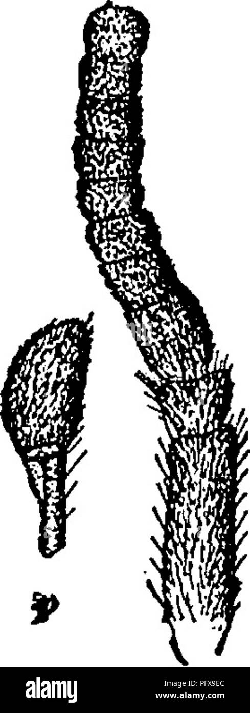 This manual provides an in-depth study of the Diptera insect group ...