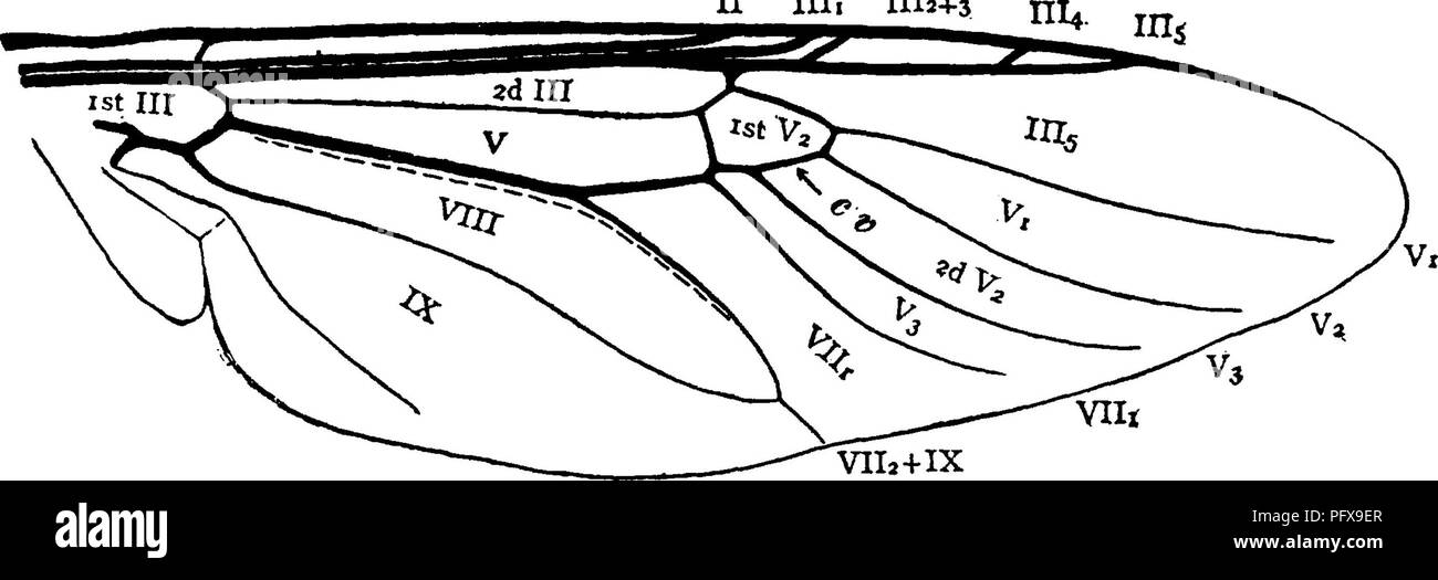 Feed on a variety of insects hi-res stock photography and images - Alamy