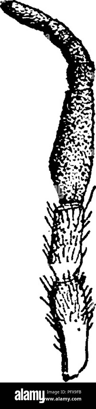 A manual focused on insect anatomy, specifically detailing the antennae ...