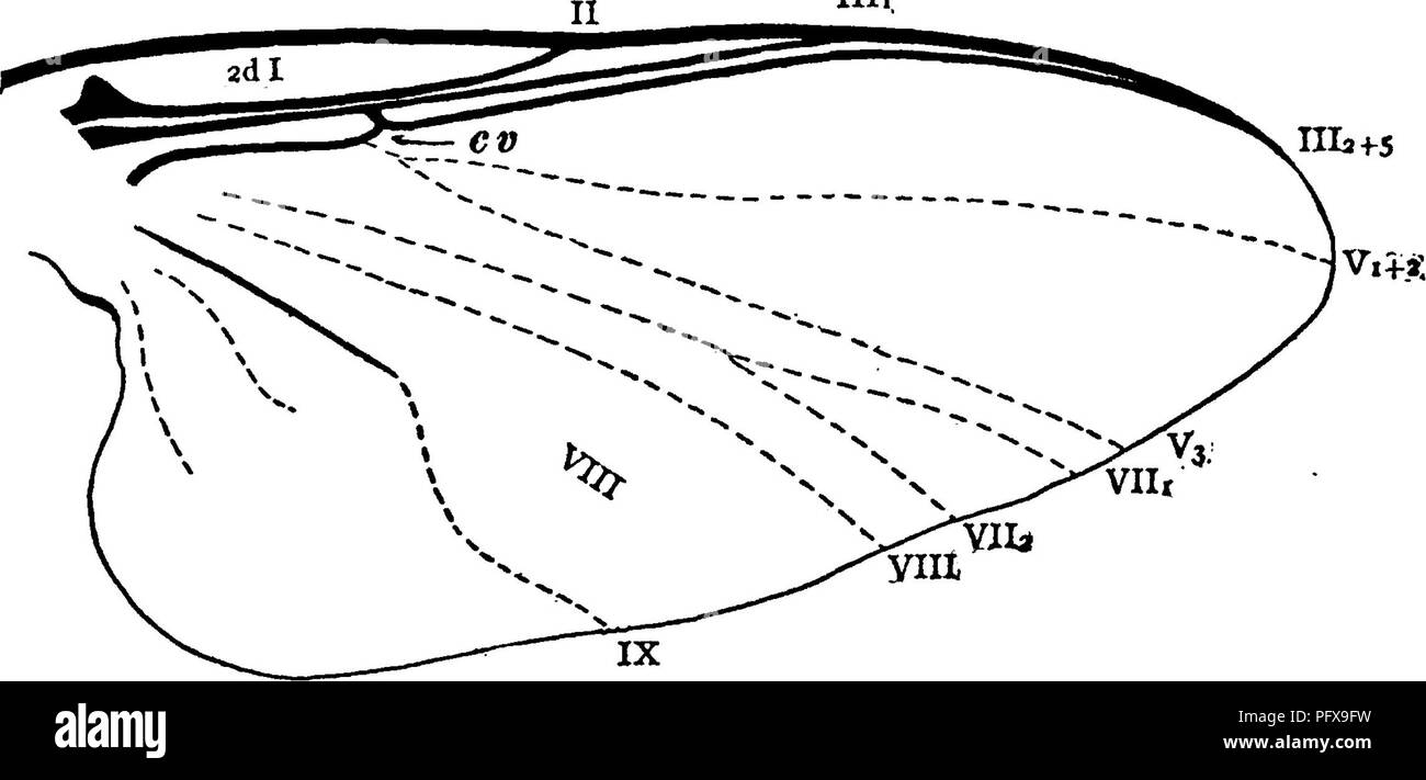 This manual provides detailed descriptions of insect species, with an ...