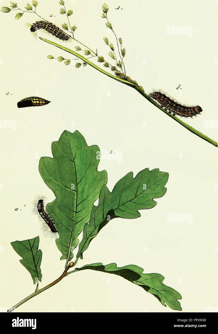 This illustrated work on European butterflies by Jacob Hübner provides ...