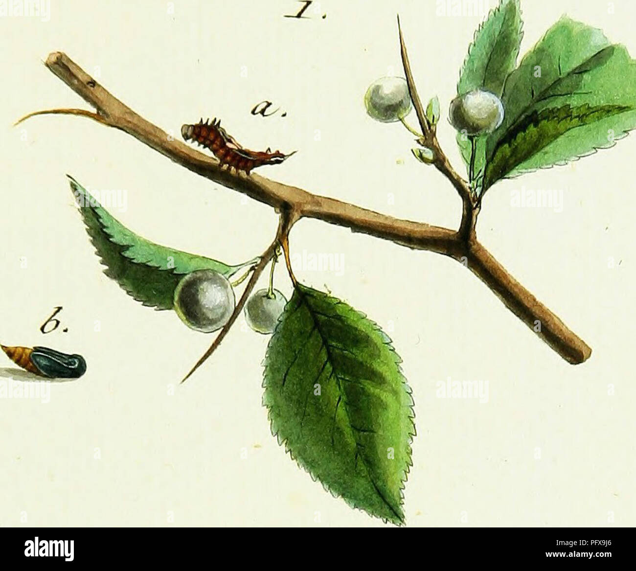 This work documents the history and classification of European ...