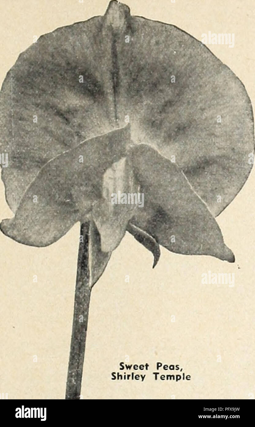 The *Currie's Garden Annual* is a comprehensive catalog featuring a ...