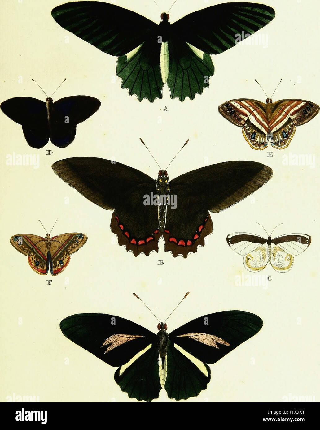 This historical illustration depicts foreign butterfly species from ...