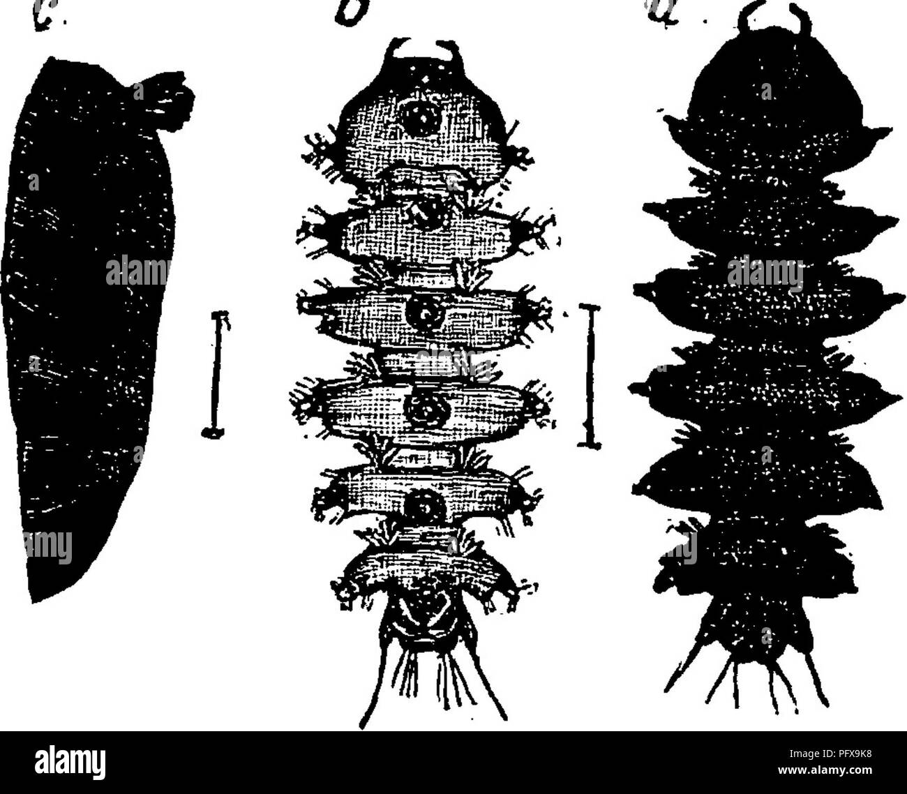 An instructional guide on insect anatomy, focusing on the structure of ...