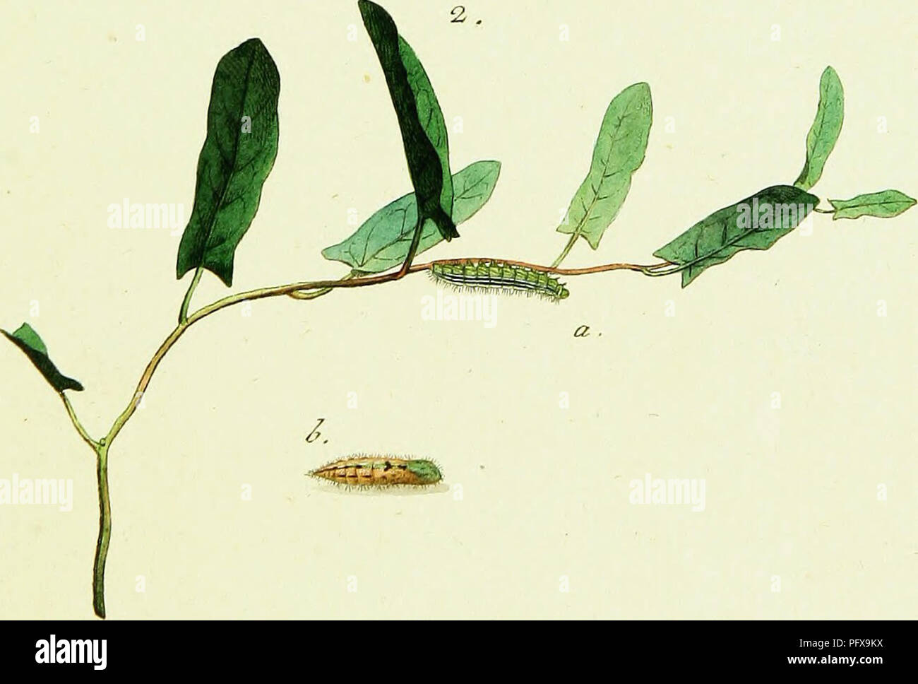 This work outlines the history and classification of European ...