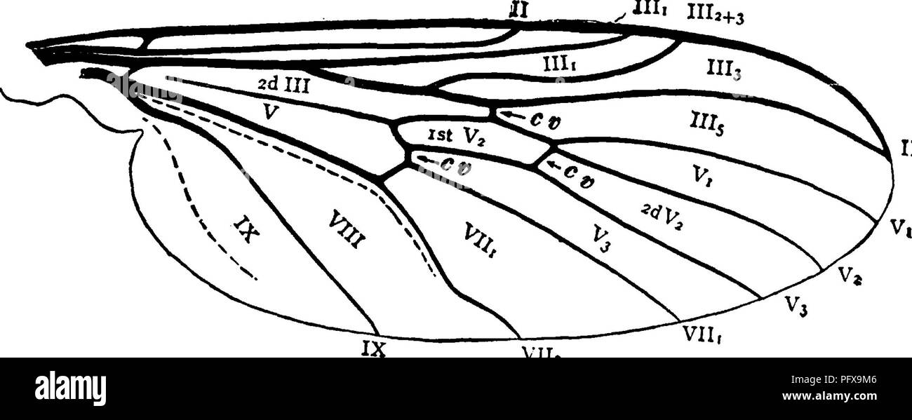 Two parallel veins Black and White Stock Photos & Images - Alamy