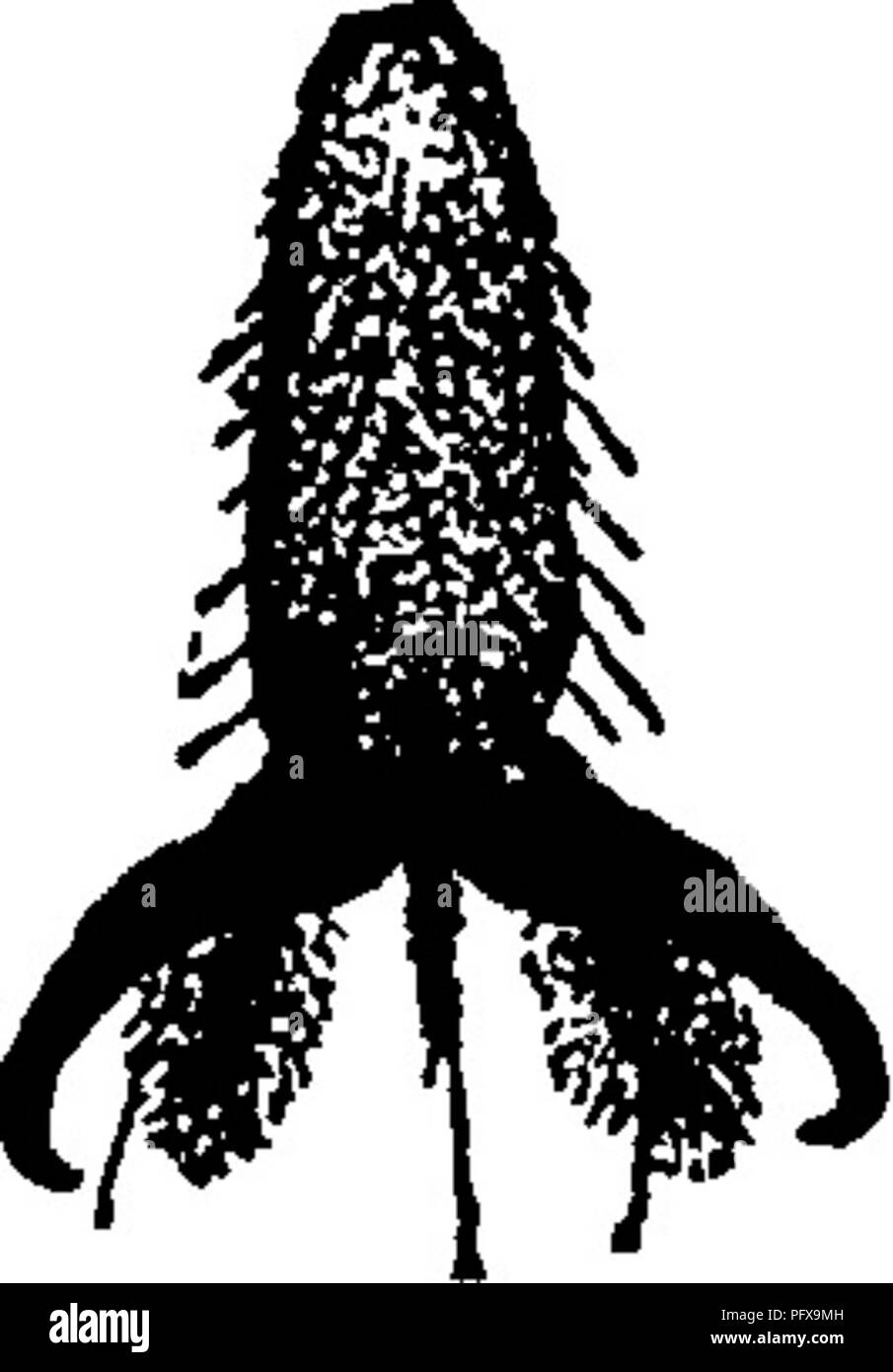 This manual, co-authored by John Henry Comstock and Anna Botsford ...