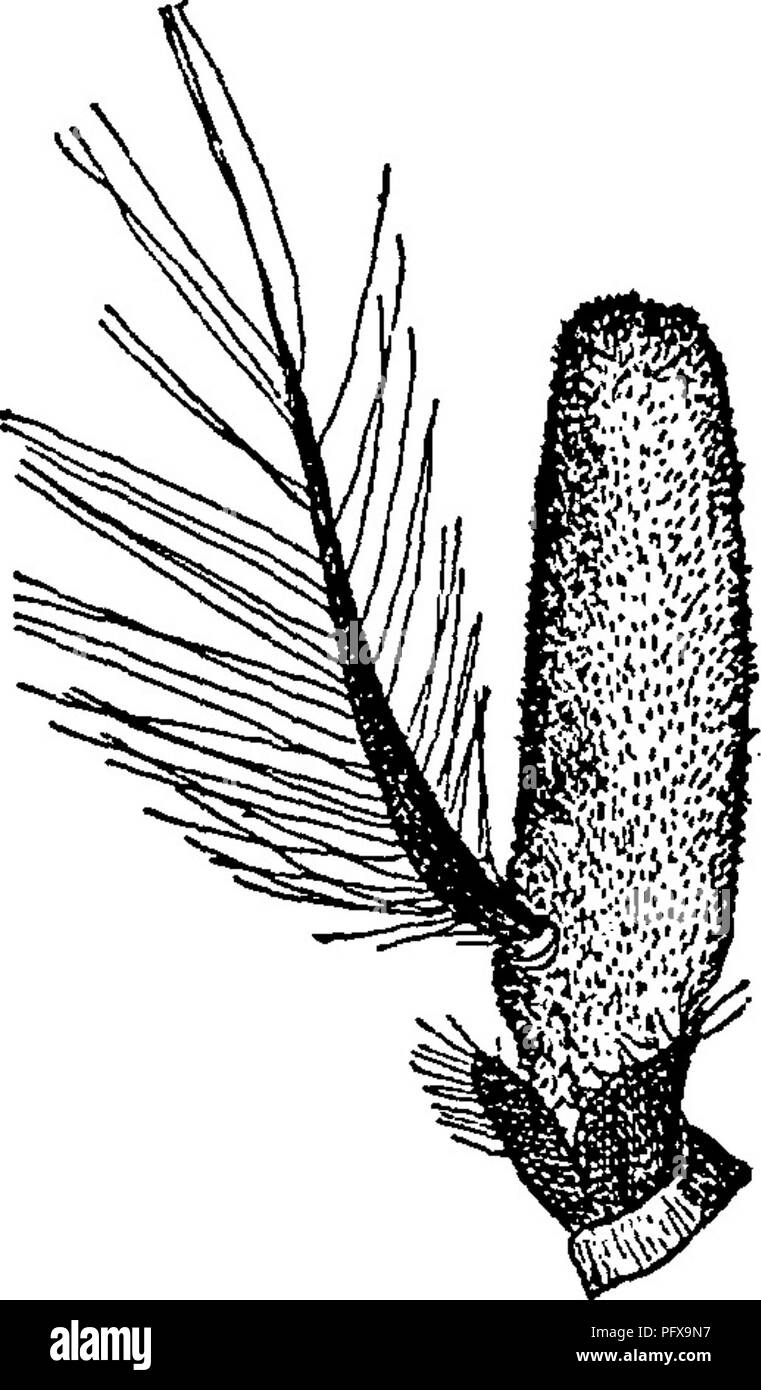 Anna botsford comstock hi-res stock photography and images - Alamy