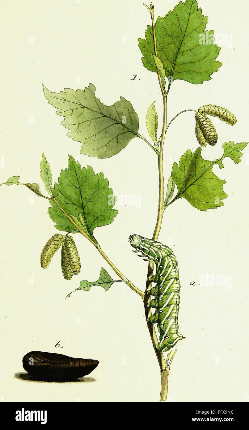 A 19th-century work by Jacob Hübner, detailing European butterflies ...