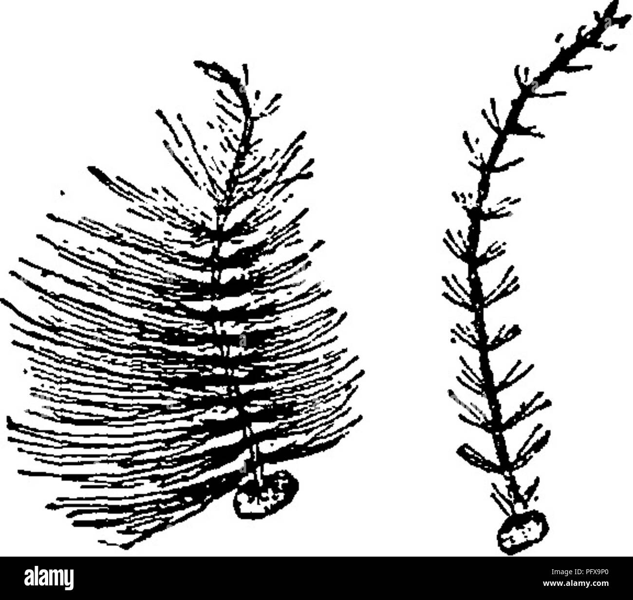 This manual provides a thorough introduction to insect studies ...