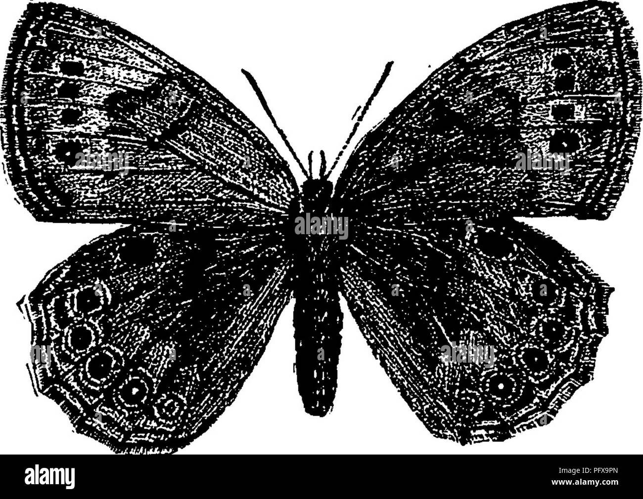 Five eye insects hi-res stock photography and images - Alamy