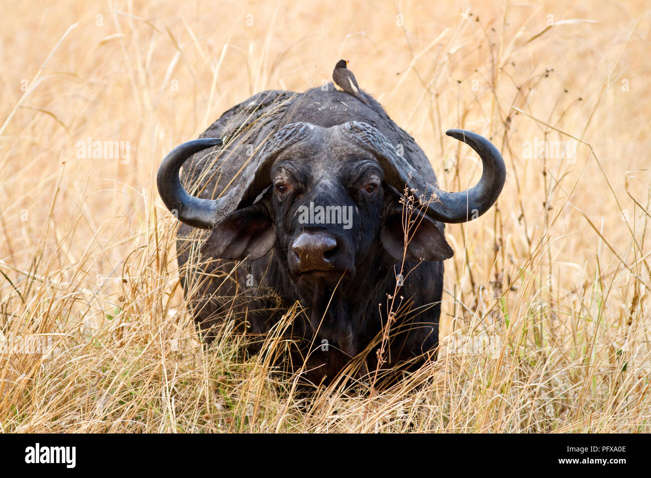 A dour old buffalo bull wanders along with an oxpecker riding on his ...