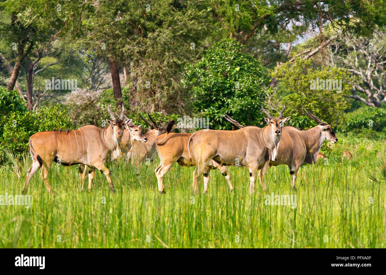 Jumping eland hi-res stock photography and images - Alamy